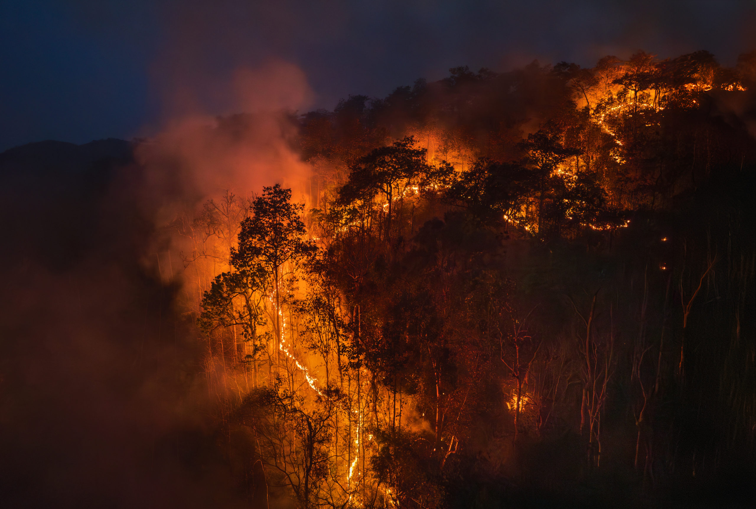 Looking Out For Forest Fires: What’s Going On Right Now - US Air Purifiers